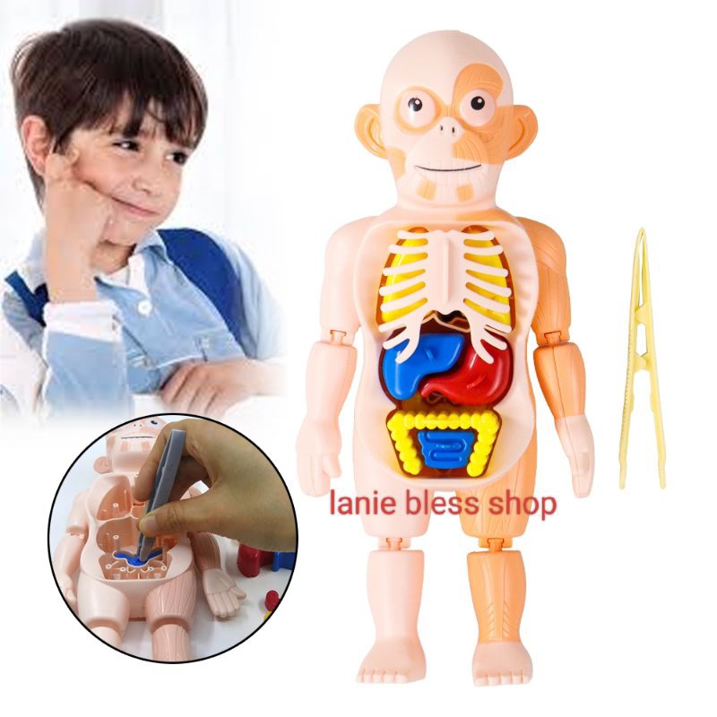 Jual mainan edukasi anak anatomi organ tubuh manusia human body set ...