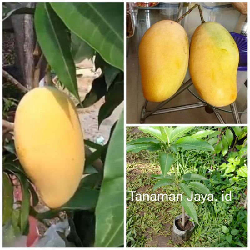Jual Bibit Mangga Chokanan / madu import Thailand 🇹🇭 okulasi | Shopee ...