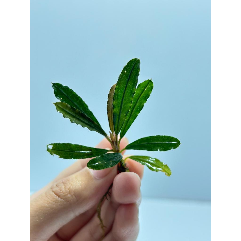 Jual Bucephalandra Godzilla | Shopee Indonesia