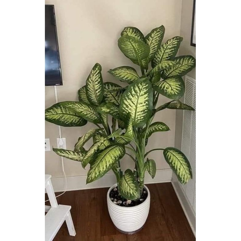 Jual tanaman hias belanceng zebra | Shopee Indonesia