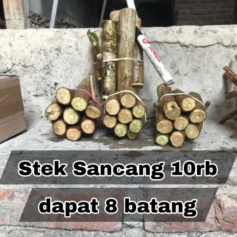 Jual Bahan stekan sancang murah | Shopee Indonesia