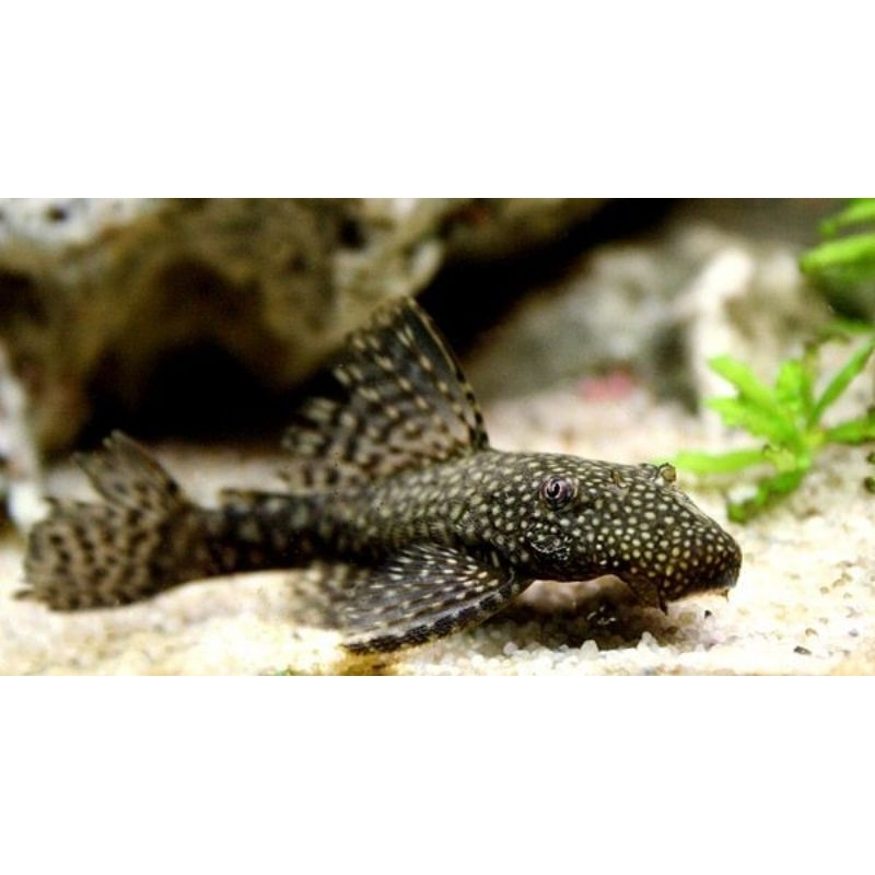 Jual Brushmouth Pleco L144 | Shopee Indonesia