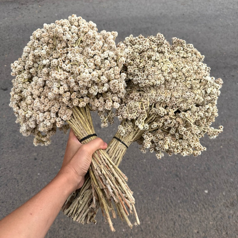 Jual JUMBO ( 60-75 batang )BUNGA MINI EDELWEIS ABADI BUDIDAYA Hiasan ...