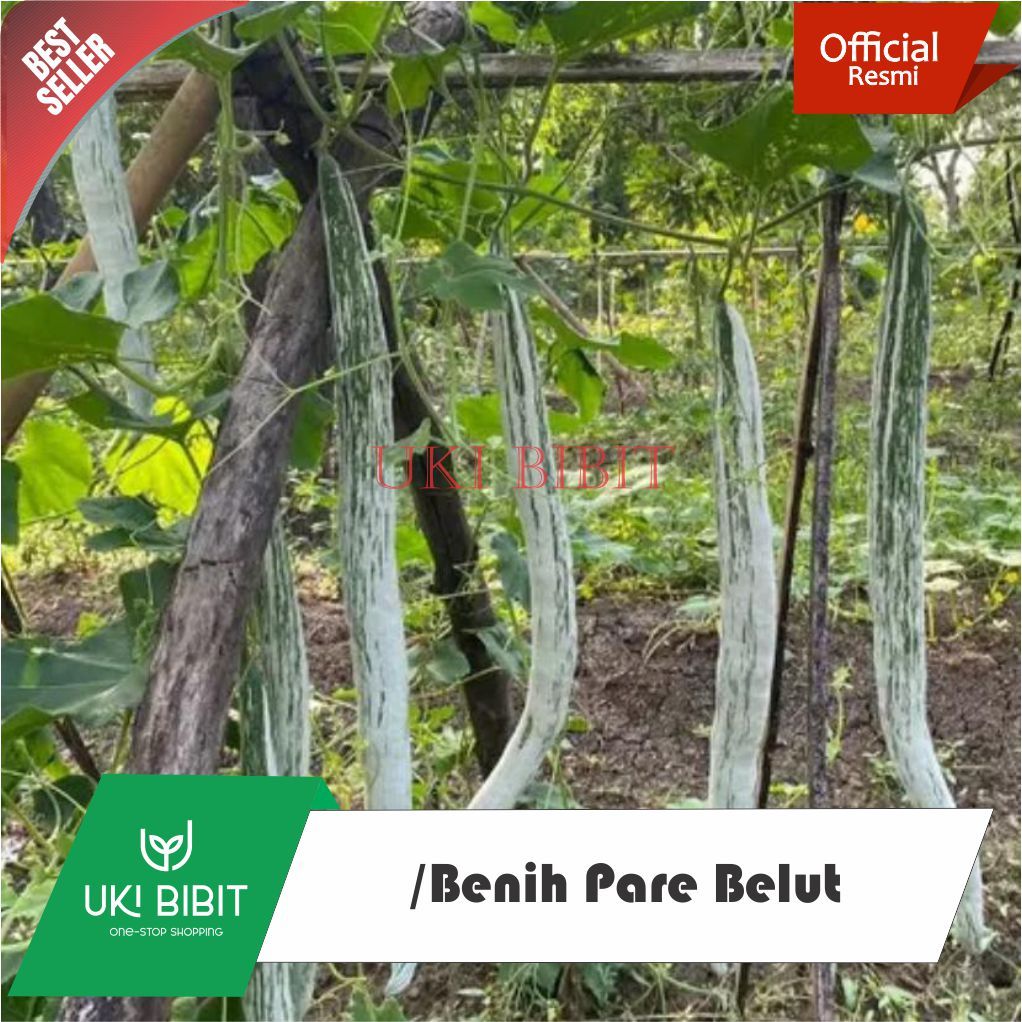 Jual ( 10 Butir ) Benih Biji Pare Belut | Paria Belut | Pare Ular ...