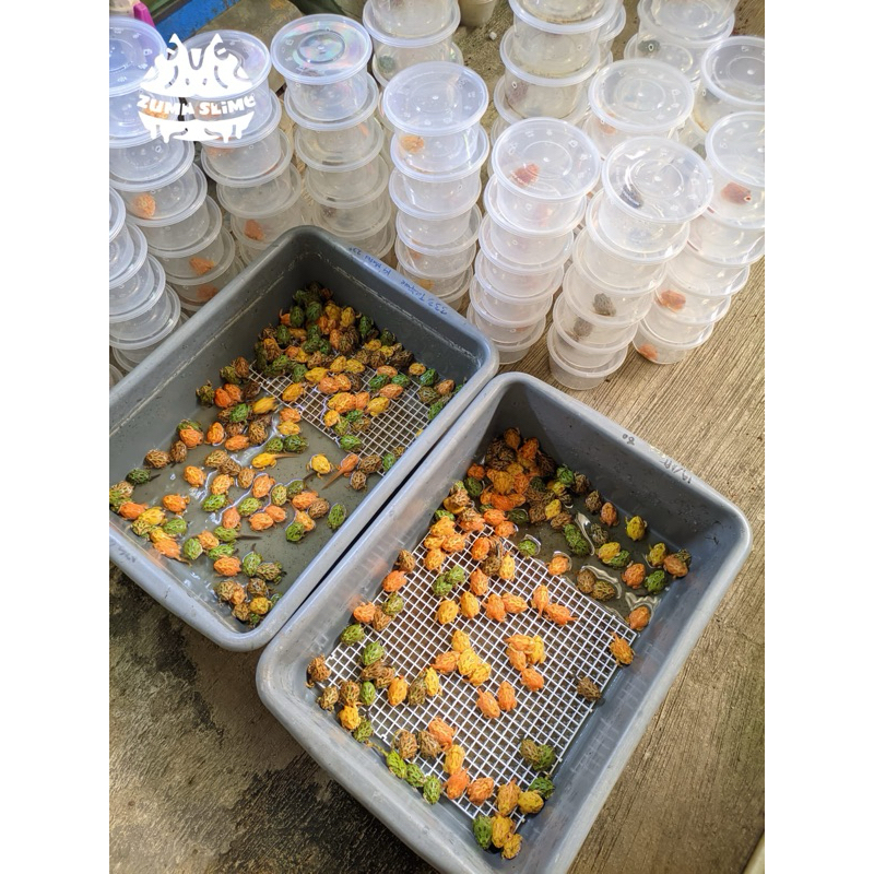 Jual pacman grade minus | Shopee Indonesia