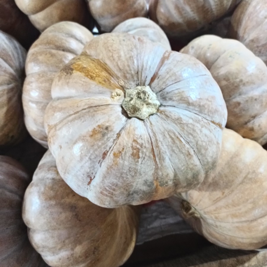 Jual Labu Hallowen Lokal labu Kuning Orange labu Parang 1 Kg | Shopee ...