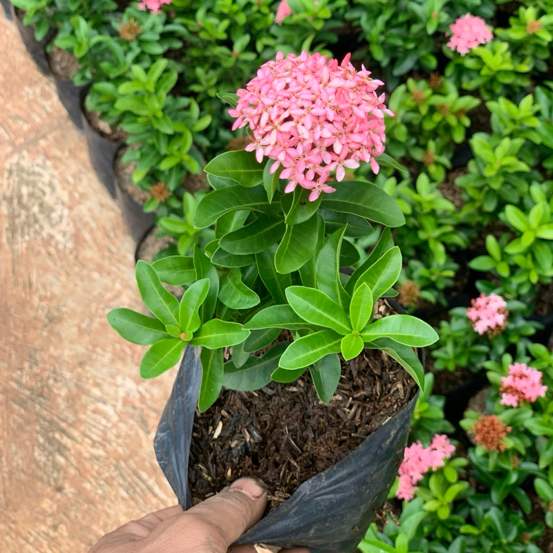 Jual tanaman soka jambon bunga ping | Shopee Indonesia