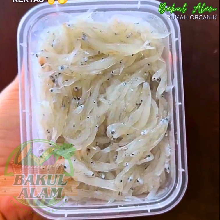 Jual Ikan Teri Nasi Basah | MPASI | Anchovies | 250 gr | Shopee Indonesia
