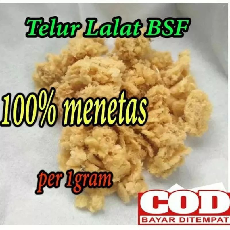 Jual Telur maggot maggot bsf 20 gr | Shopee Indonesia