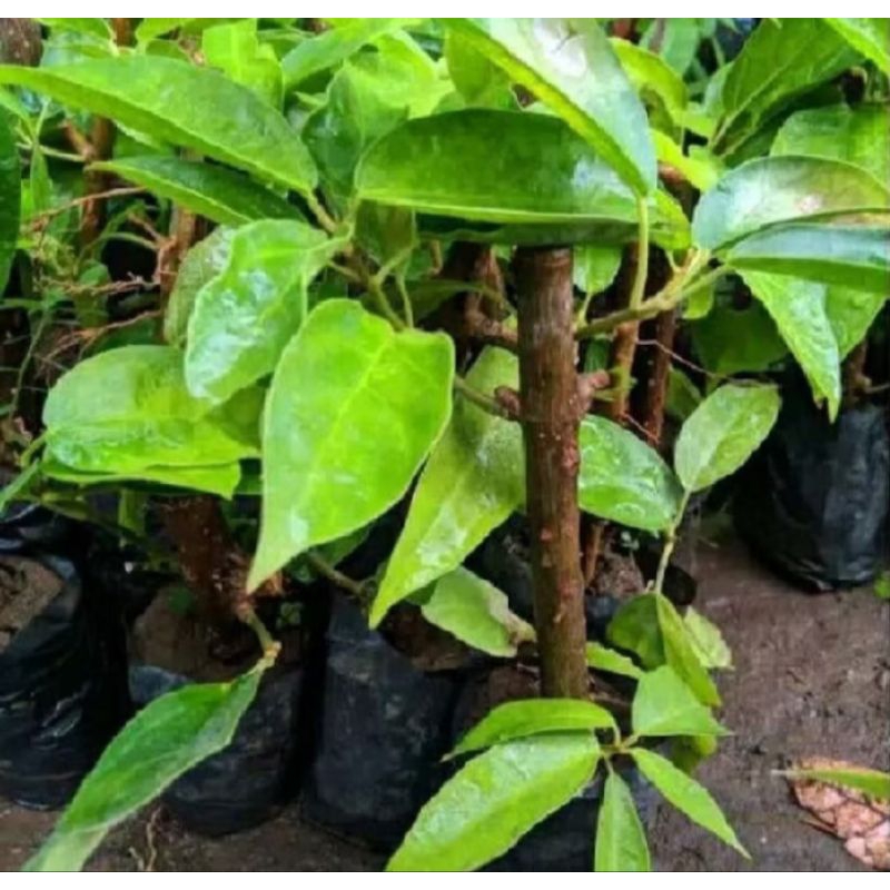 Jual Tanaman Pohon Cincau hijau batang besar daun Rimbun | Shopee Indonesia