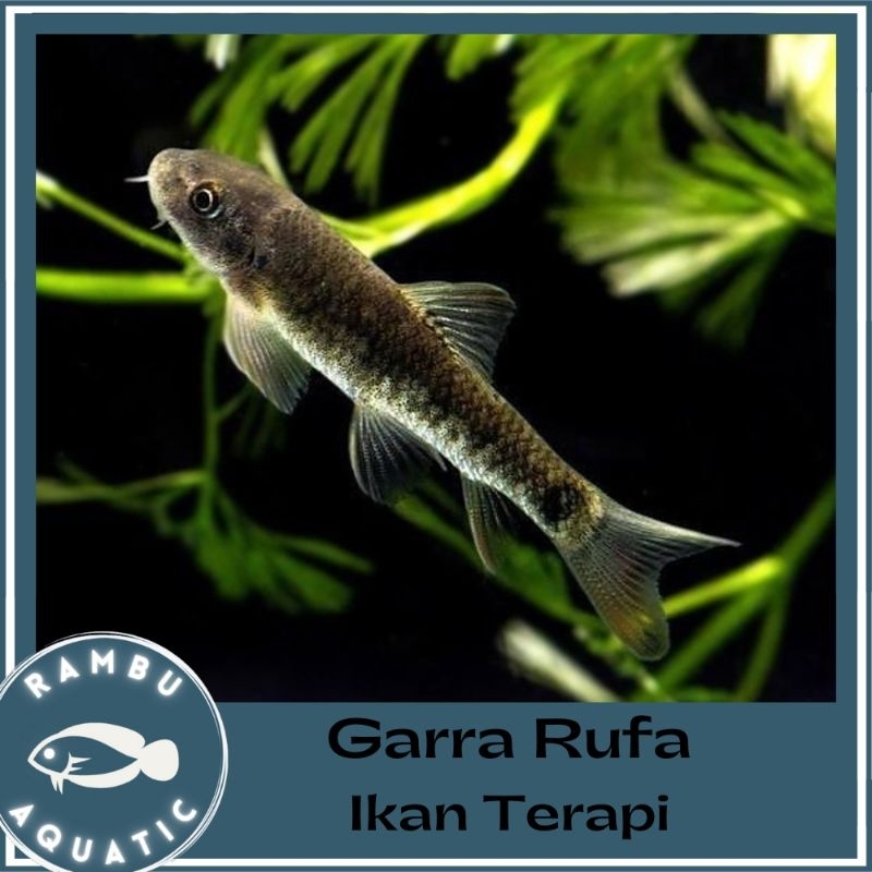 Jual Ikan Garra Rufa - Ikan Terapi Kaki Ukuran 2Cm | Shopee Indonesia