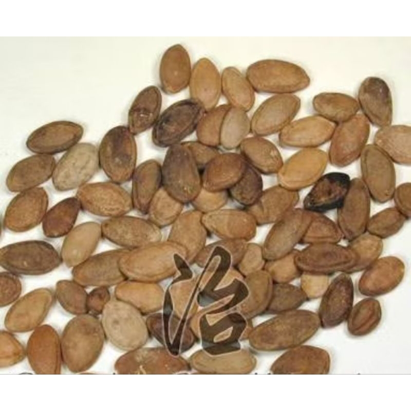 Jual 300 GR GRAM GUA LOU REN TRICHOSANTHES KIRILOWII SNAKEGOURD SEED ...