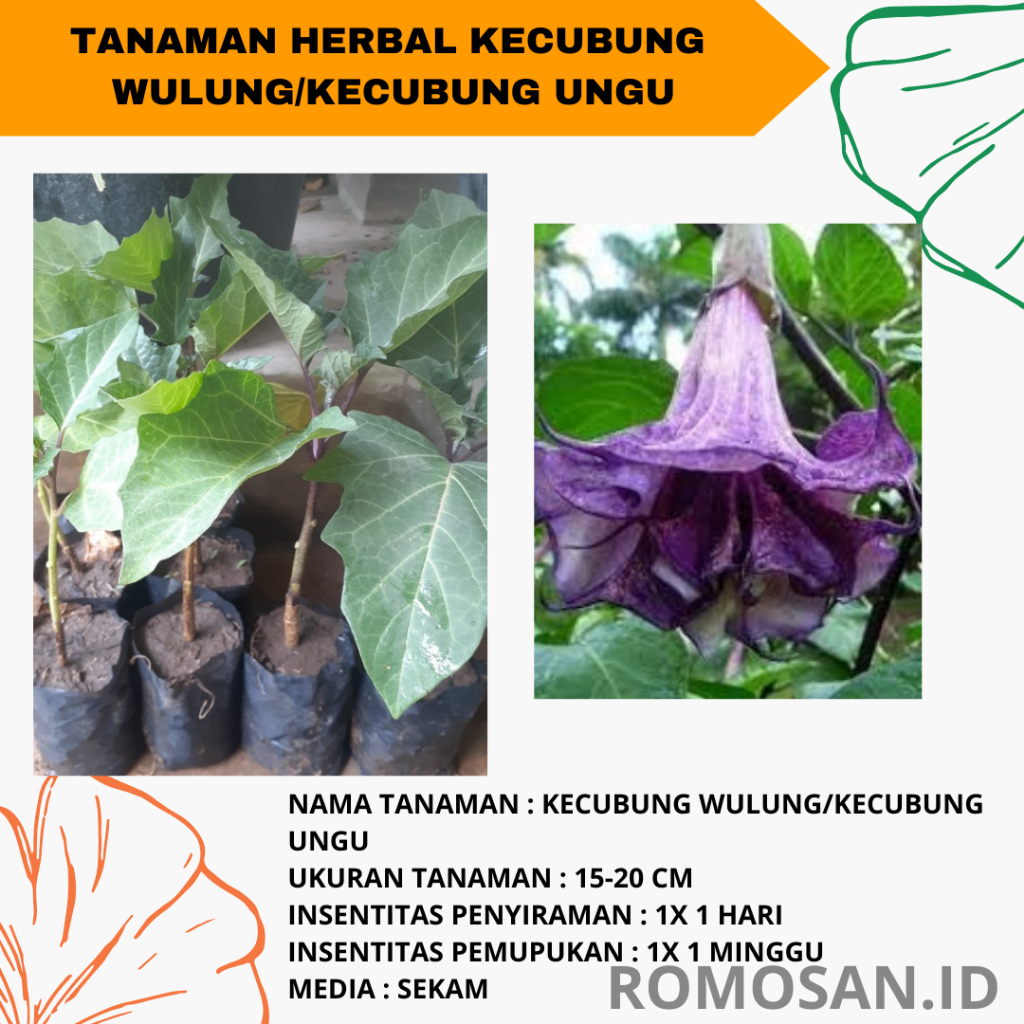 Jual Kecubung Wulung - Tanaman herbal kecubung ungu - Bunga kecobong ...