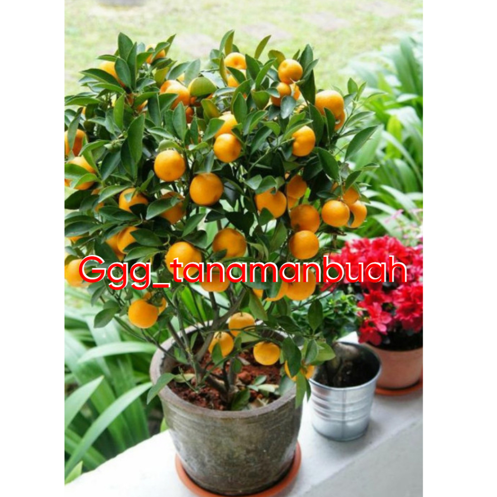 Jual Bibit Jeruk Santang Madu Berbuah Manis | Shopee Indonesia