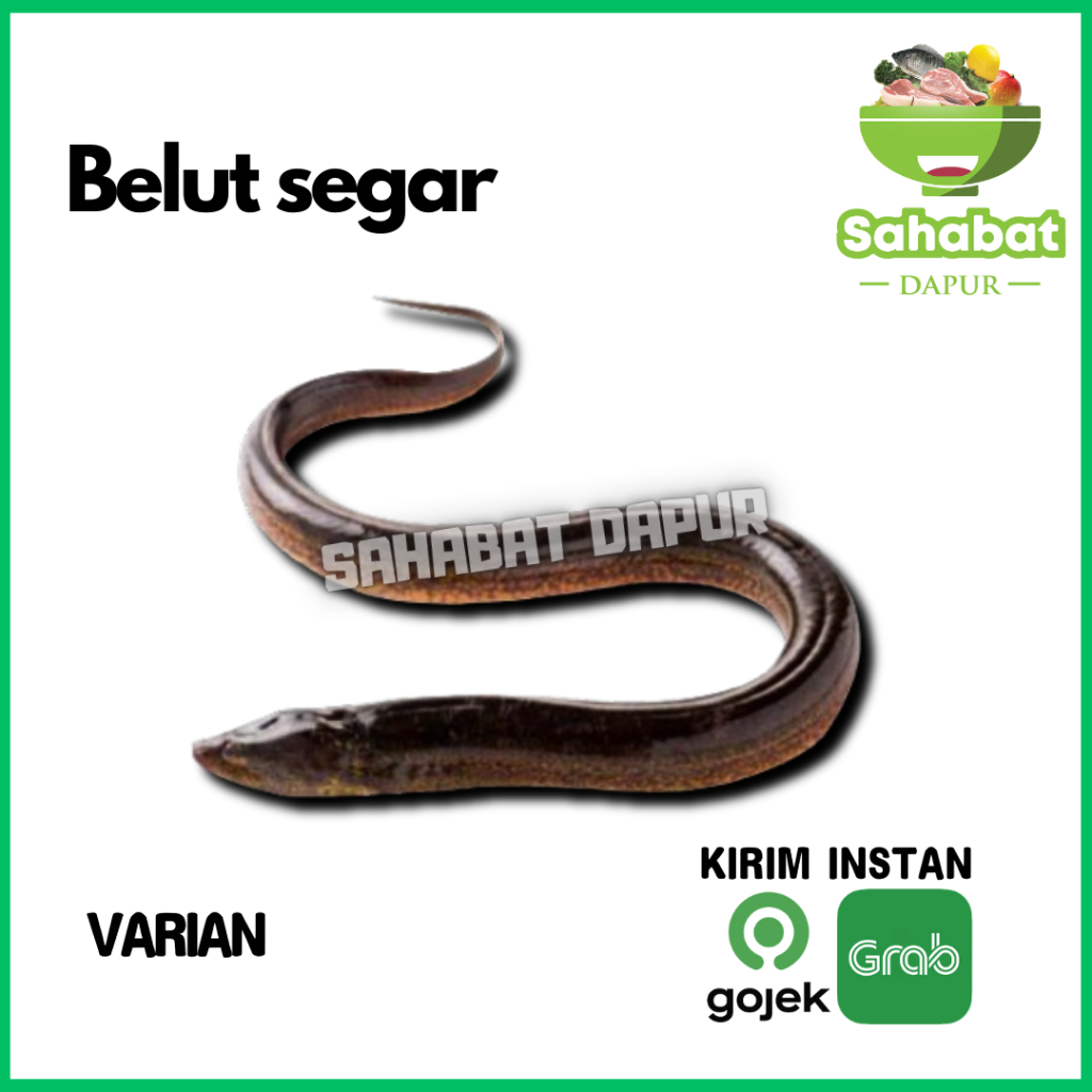 Jual Belut Segar 500gr / Ikan Belut - Sahabatdapur | Shopee Indonesia