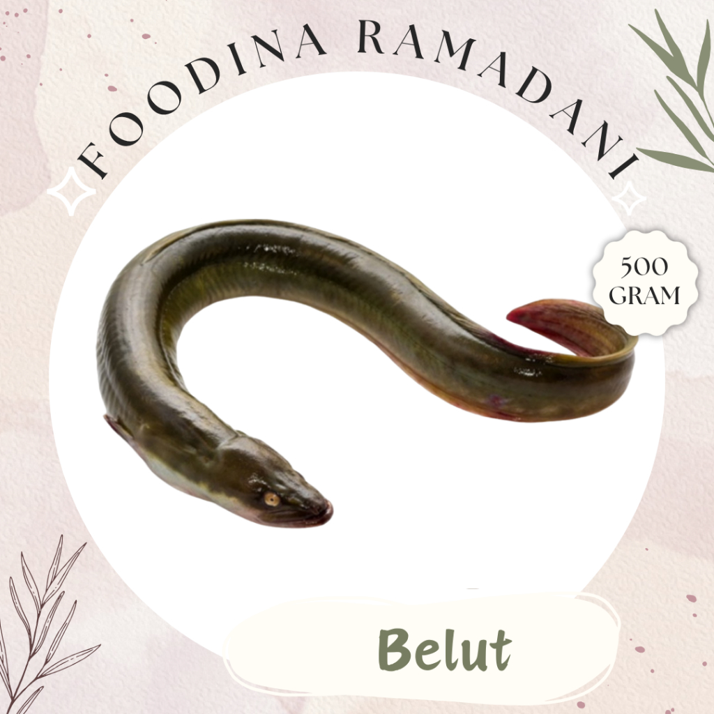 Jual IKAN BELUT Hidup/Mati - Eel Fresh [ Berat 500gr ] Harga Per 0,5 Kg ...