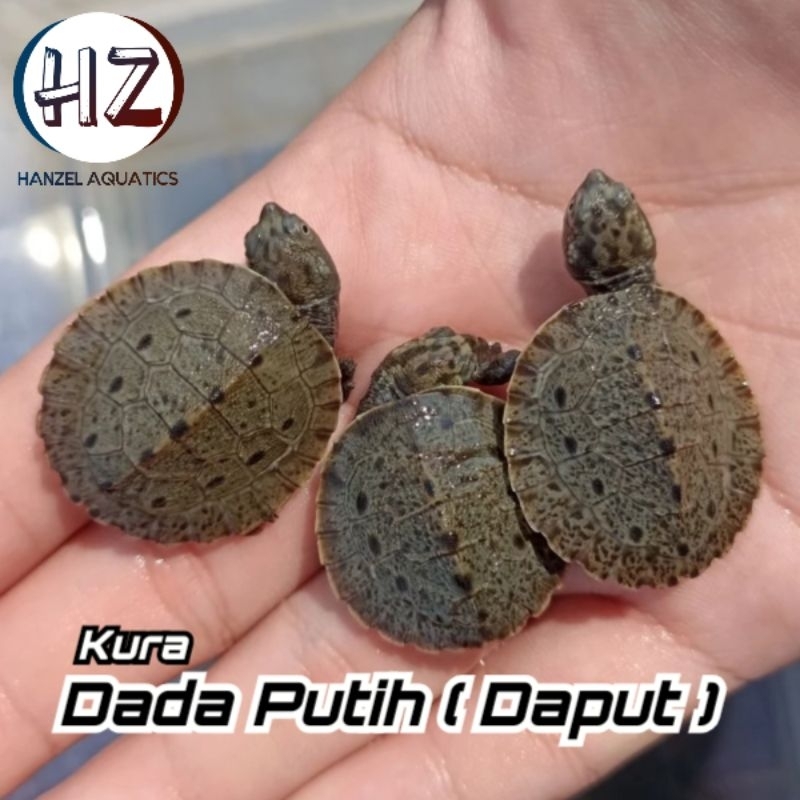 Jual Hiasan Akuarium Kura Dada Putih (Daput) size 7cm up | Shopee Indonesia