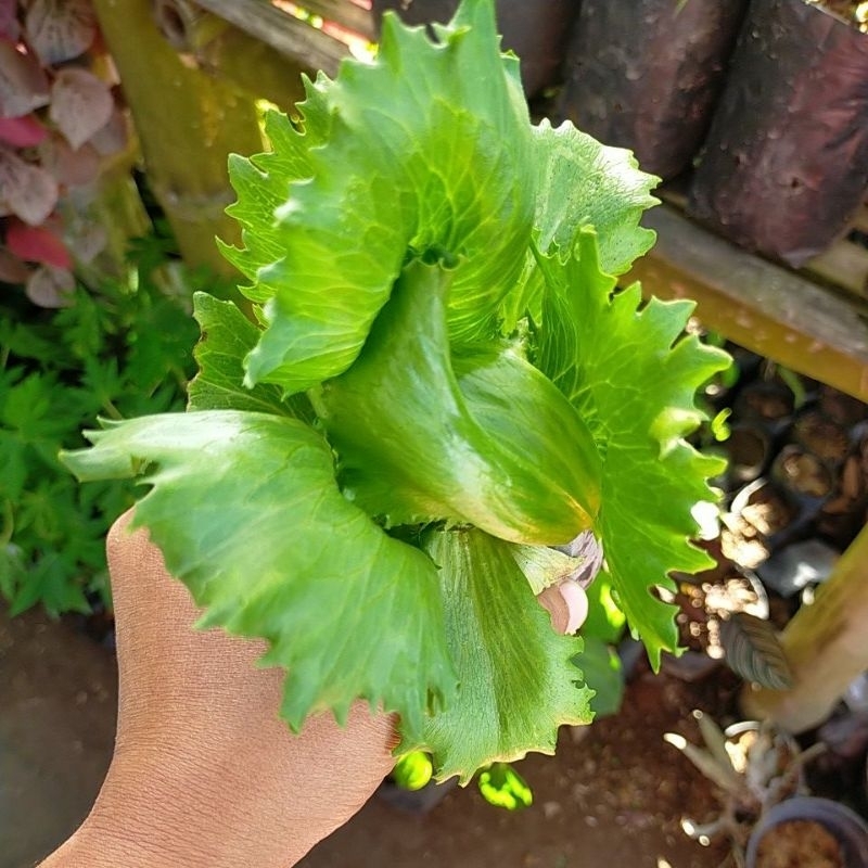 Jual bibit tanaman sayur sayuran selada ice Berg lettuce romaine ...
