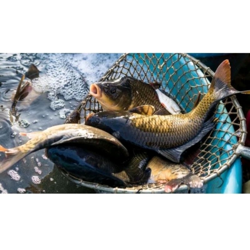 Jual Ikan Mas Segar Fresh | Shopee Indonesia