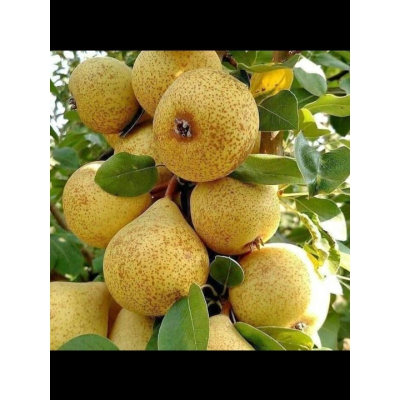 Jual bibit tanaman buah pir madu hasil cangkok siap berbunga berbuah ...
