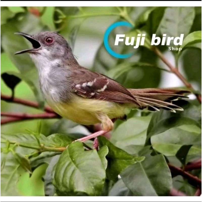 Jual BURUNG CIBLEK SEMI JANTAN | Shopee Indonesia