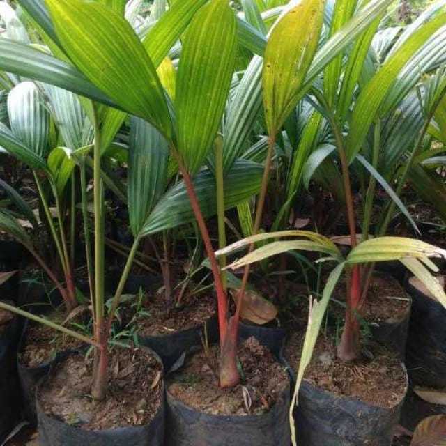 Jual Bibit Tanaman Hias Palem Merah / Pinang Merah - Kualitas Unggul ...