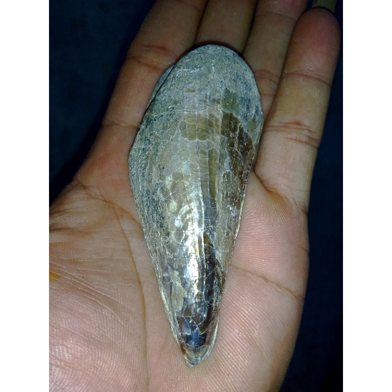 Jual batu gigi petir sesuai foto | Shopee Indonesia