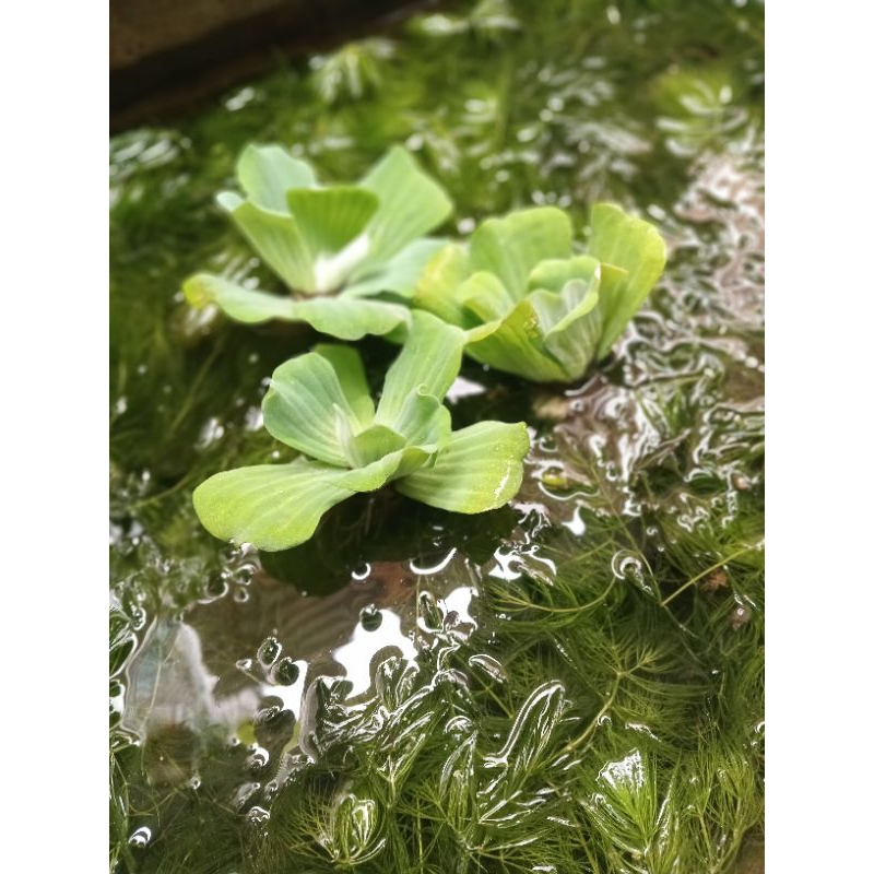 Jual Kapu-kapu (apu2) tanaman air apung(aquarium,kolam) | Shopee Indonesia