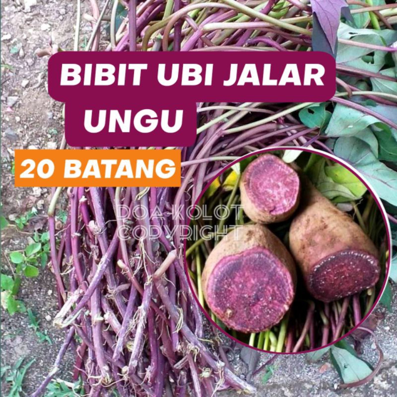 Jual Bibit Ubi Jalar Ungu 20 Batang Umbi Jalar Ungu Daging Ungu Kulit ...