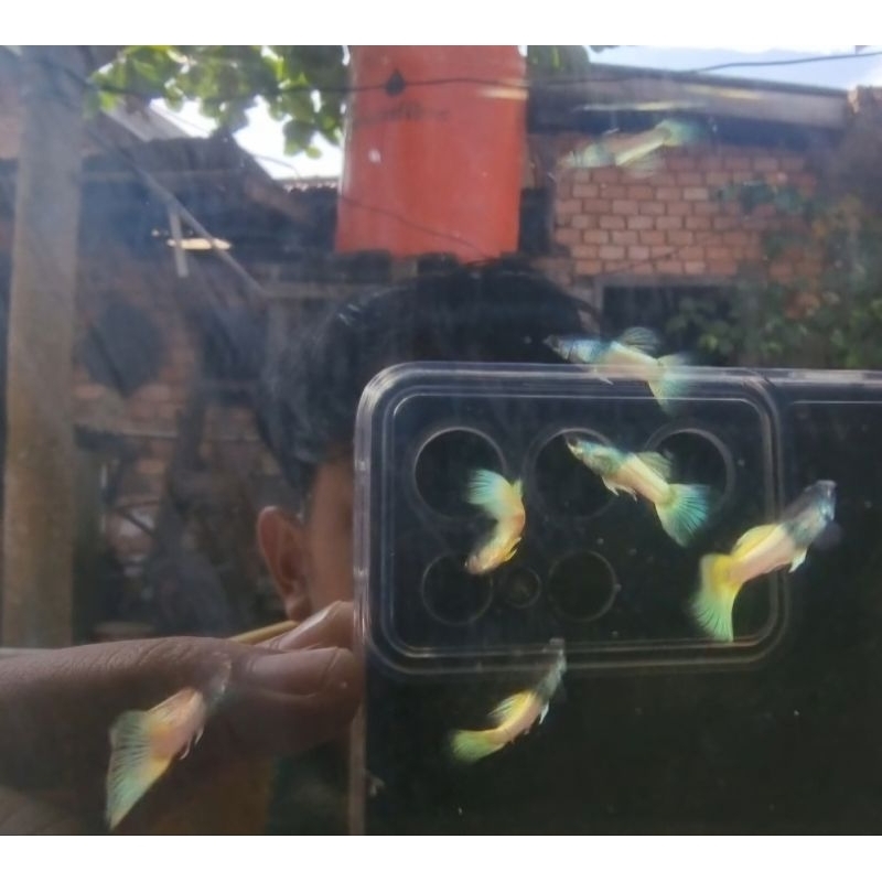 Jual Packing guppy metal yellow pingu | Shopee Indonesia