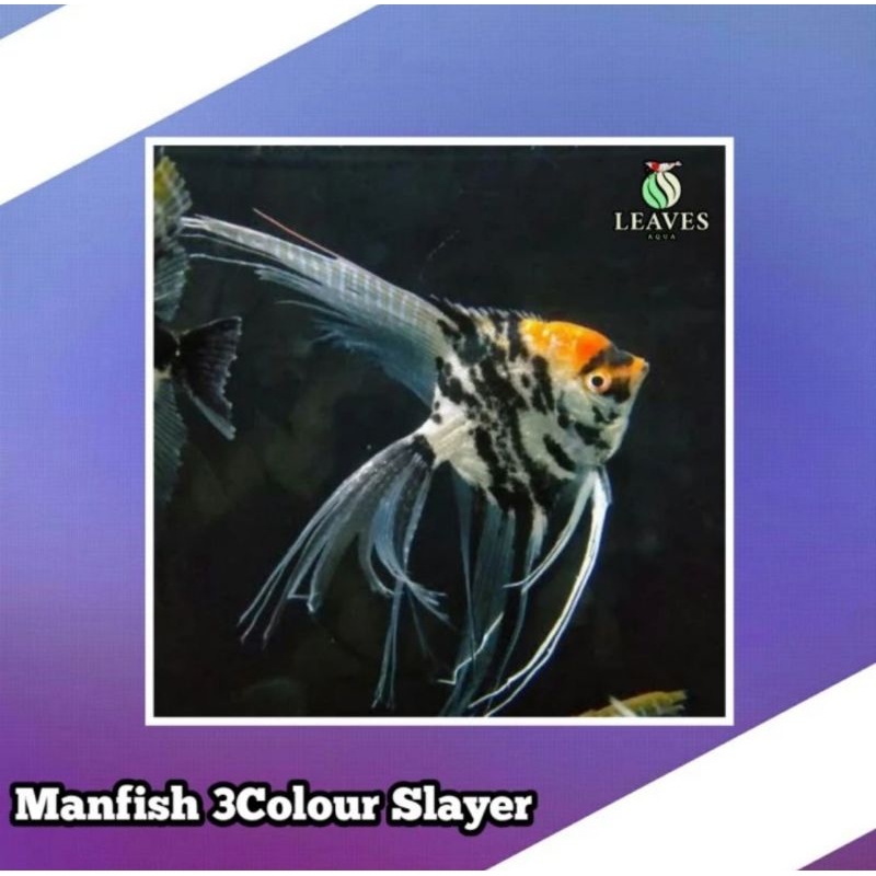 Jual Manfish three colour slayer | Shopee Indonesia