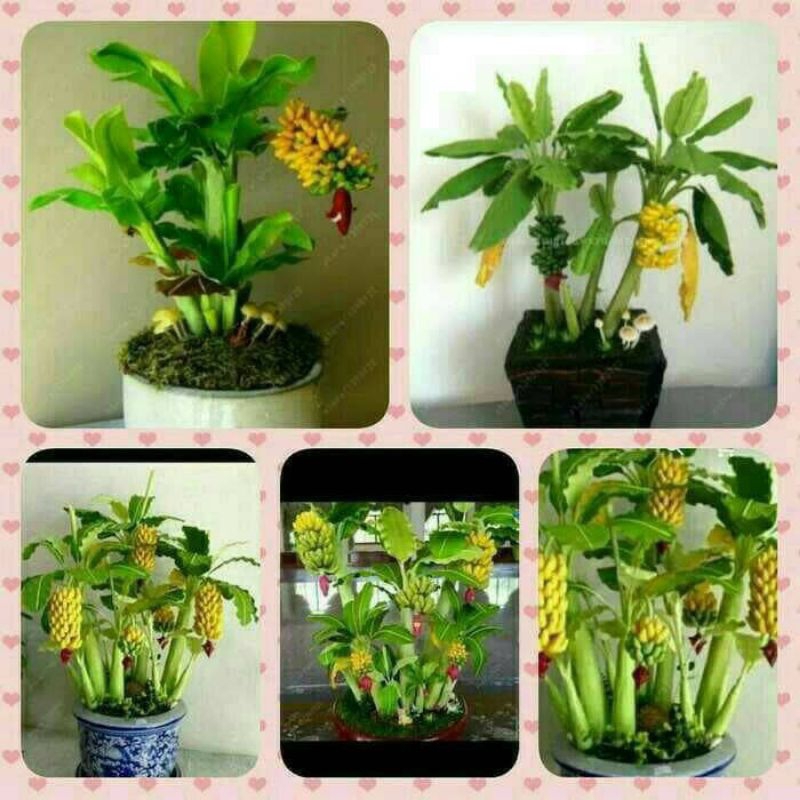 Jual PROMO!! Tanaman Bibit Buah Pisang mini Bonsai cepat berbuah ...