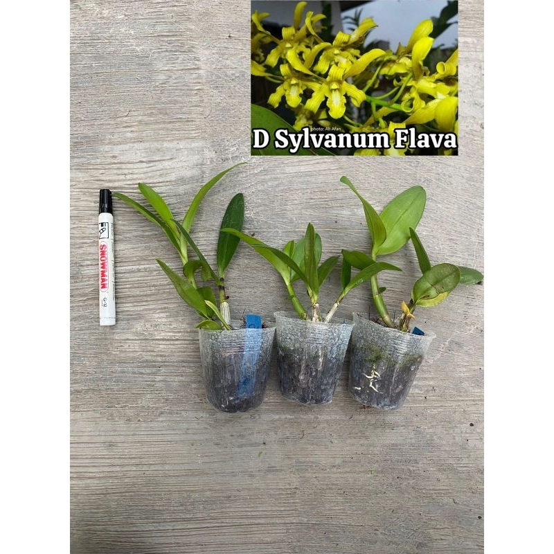 Jual Anggrek Spesies Dendrobium Sylvanum Flava Remaja 25 cm | Shopee ...