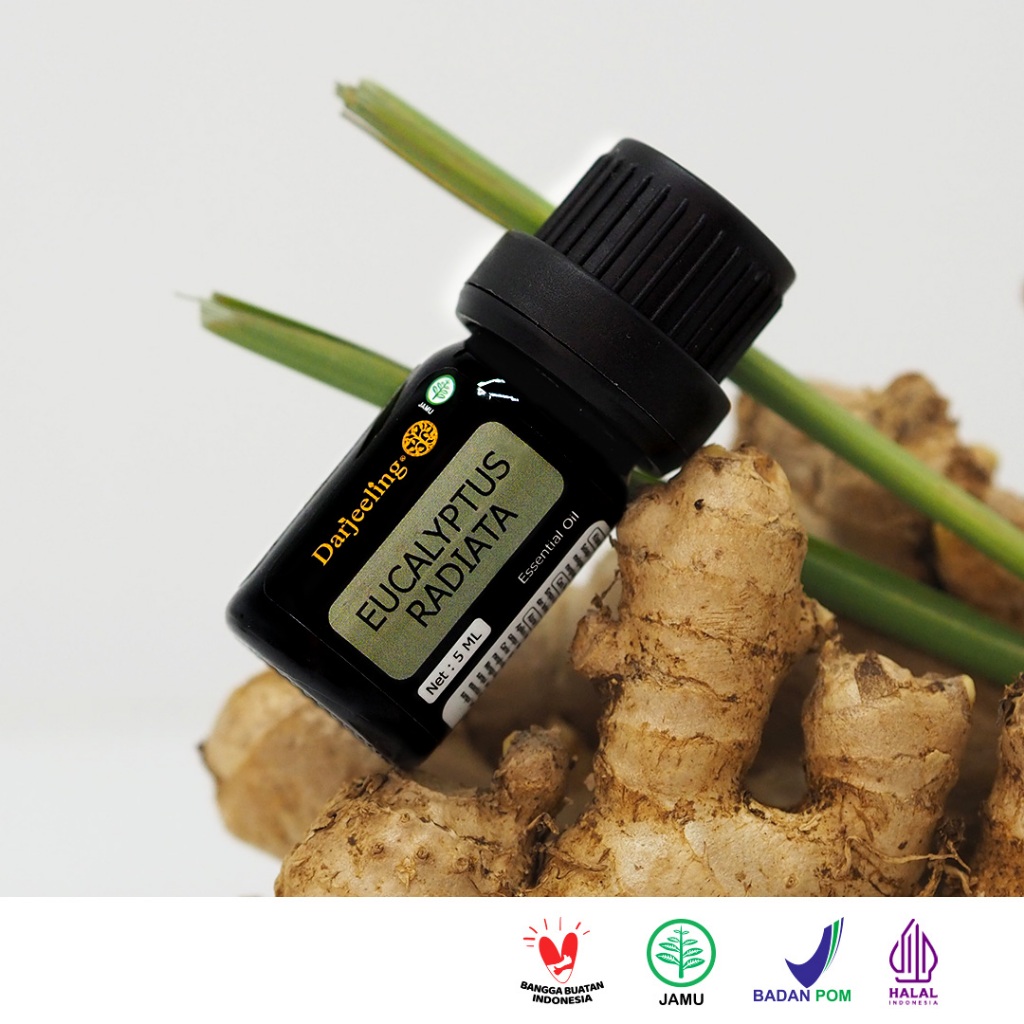 Jual Darjeeling Eucalyptus Radiata Pure Essential Oil / Minyak ...
