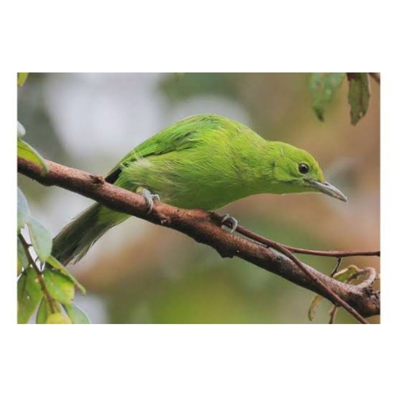 Jual Burung cucak ijo mini betina | Shopee Indonesia
