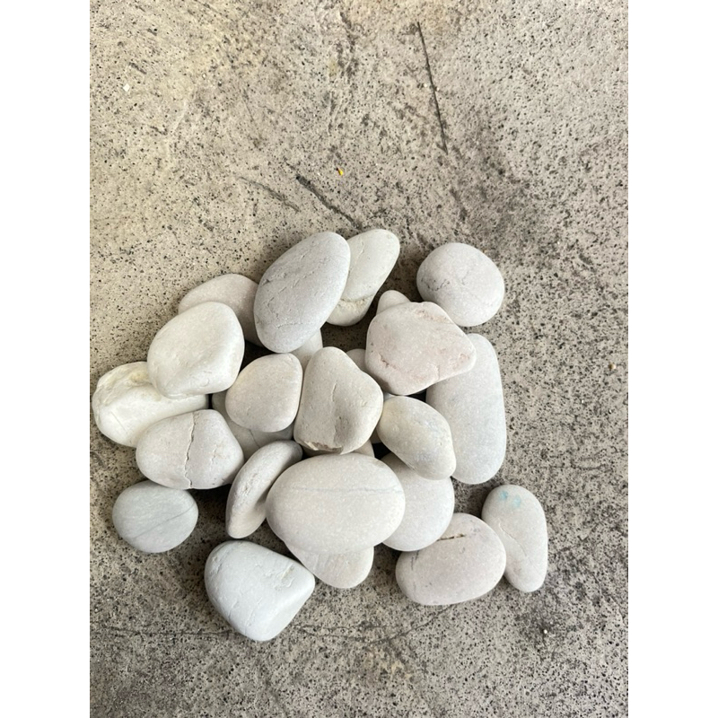 Jual Batu coral putih Batu kupang coral putih hiasan aquarium tanaman ...