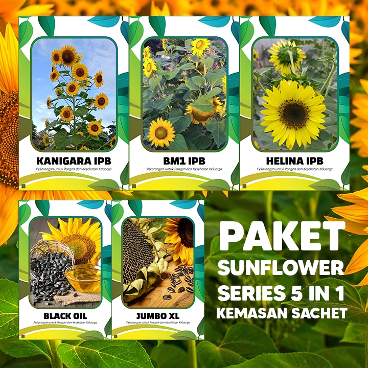 Jual Benih Bunga Matahari 5 Jenis Kuaci Kanigara IPB BM1 IPB Helina IPB Black Oil dan Matahari ...