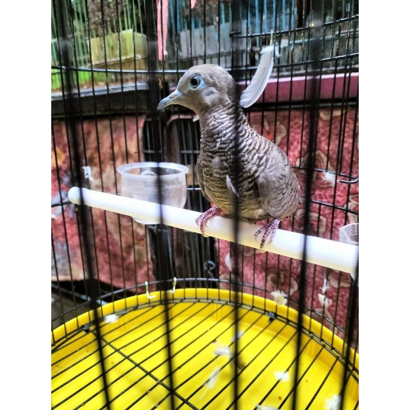Jual Burung perkutut cemani rawatan | Shopee Indonesia
