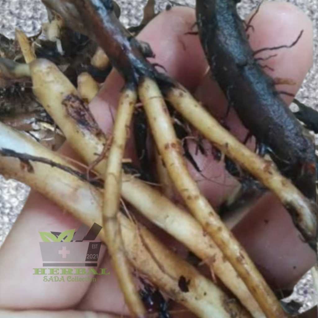 Jual Akar Pohon Pisang Batu Kluthuk Segar 500 gram | Shopee Indonesia