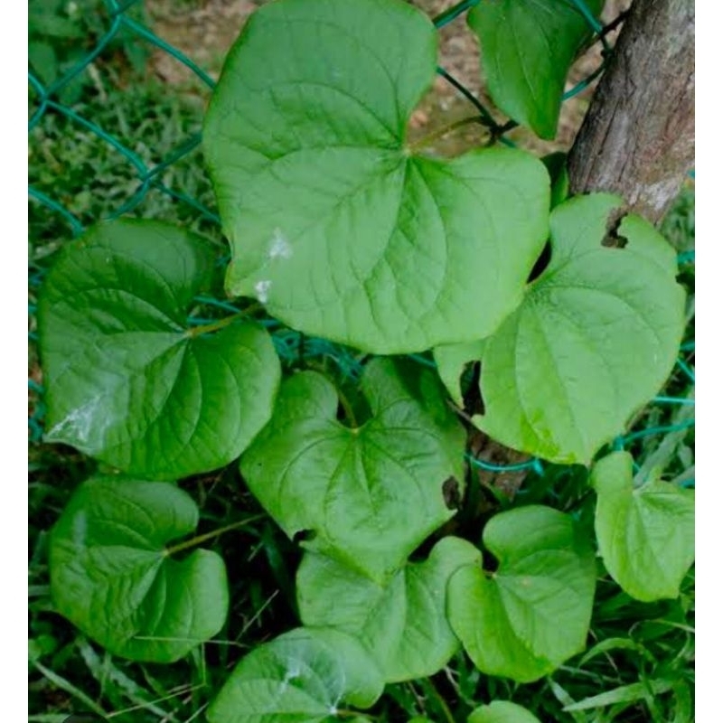 Jual Daun Gembili Segar 250 Gram Obat Herbal Tradisional Baru Petik ...
