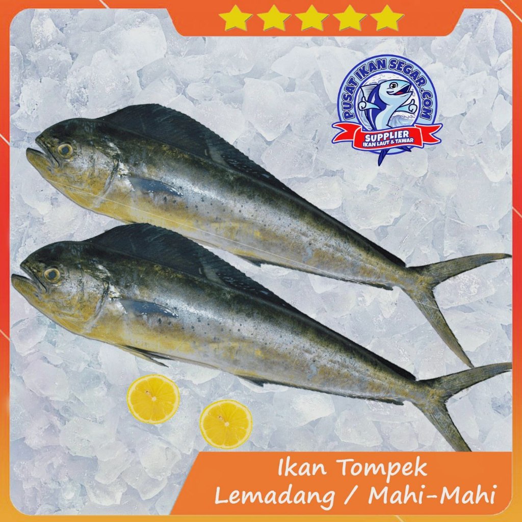 Jual IKAN TOMPEK / LEMADANG / MAHI-MAHI - 1KG FRESH PREMIUM | Shopee ...