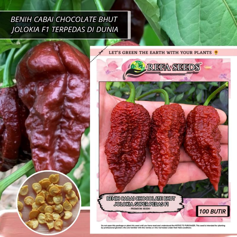 Jual 1 Pack 100 Butir Benih Cabai Chocolate Bhut Jolokia Terpedas Di dunia / Benih cabai jolokia ...