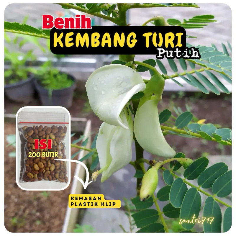 Jual ±200 biji - Benih bunga turi putih kembang turi | Shopee Indonesia