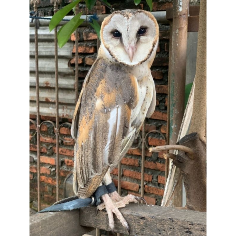 Jual tyto alba | Shopee Indonesia