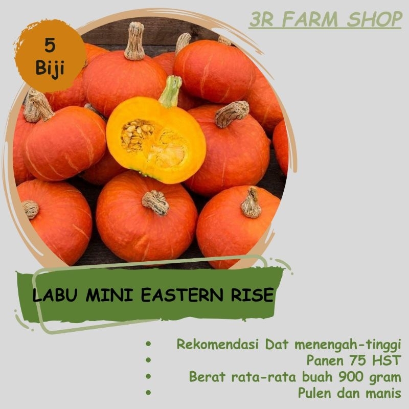 Jual Benih Labu Orange Mini EASTERN RISE repack 5 biji | Shopee Indonesia