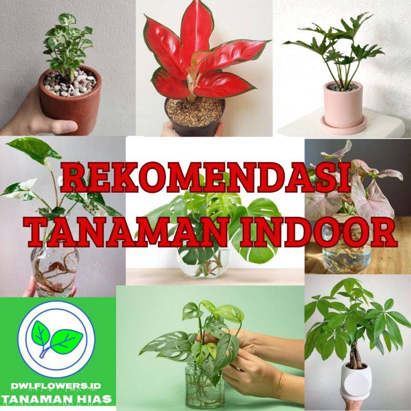 Jual ( BISA COD ) Jenis Tanaman Hias Indoor Tanaman Hidup Dekorasi ...