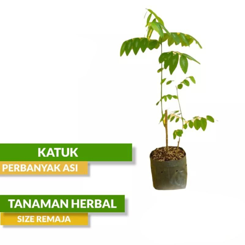 Jual BIBIT TANAMAN KATUK / POHON KATUK / DAUN KATUK | Shopee Indonesia