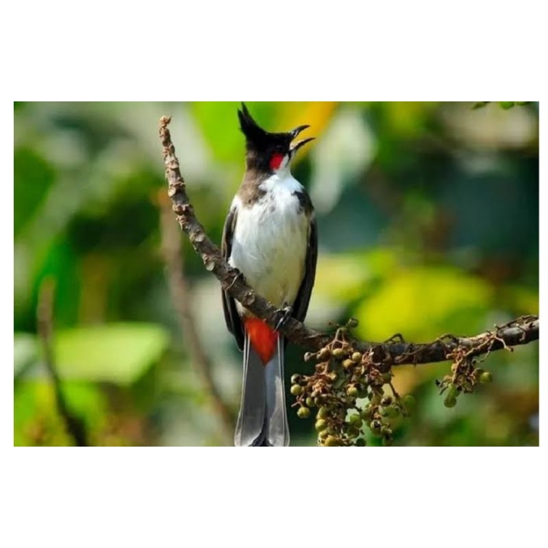 Jual Burung kutilang Malaysia atau burung merbah jambul | Shopee Indonesia