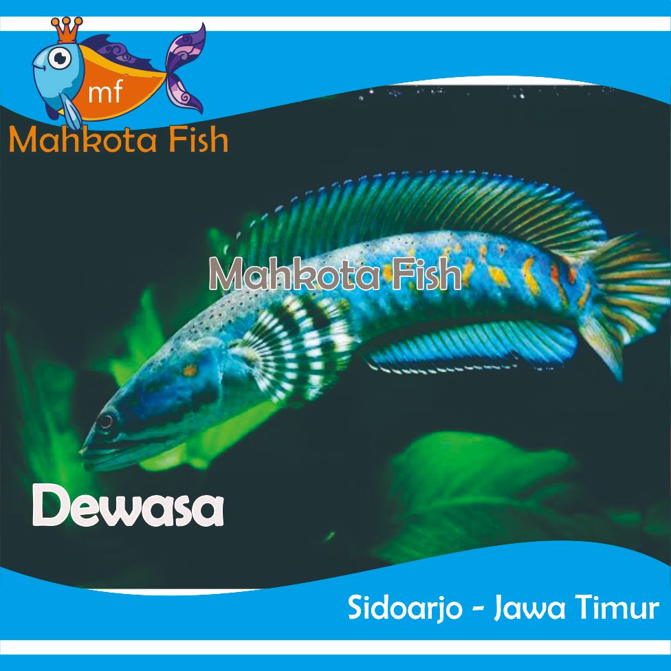 Jual CHANA BLUE PULCRA | CHANA BABY | CHANA | (KHUSUS INSTAN) | Shopee ...