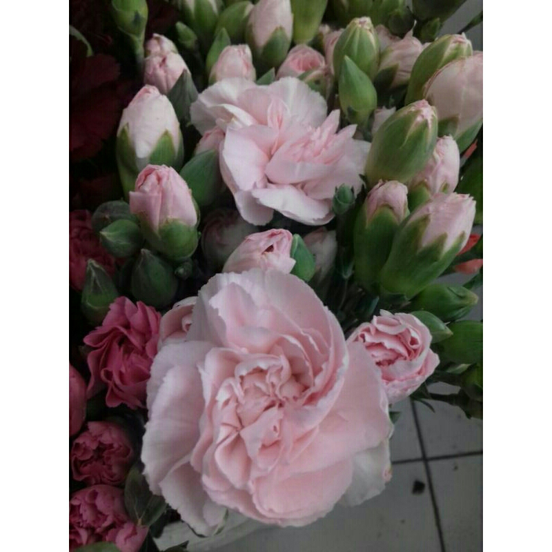 Jual bunga anyelir pink muda fresh asli | Shopee Indonesia